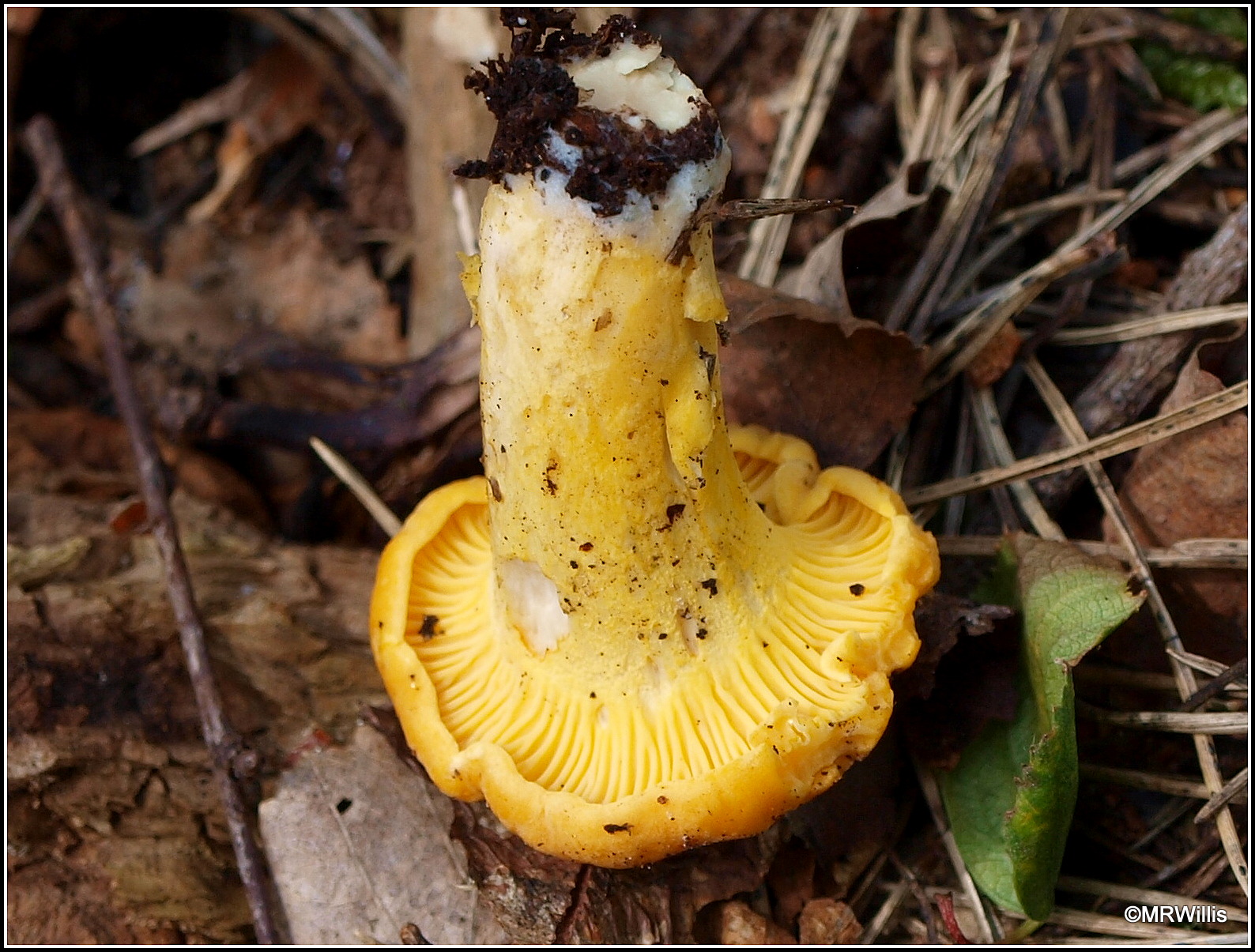 Mark's Veg Plot: Chanterelles