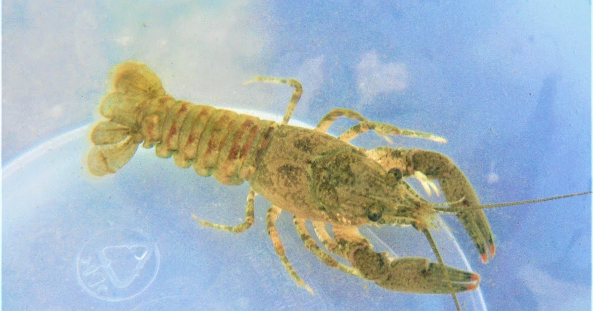 Direkt_zu_NW: Amerikanische Krebse verdrängen einheimische Arten - Wer ...