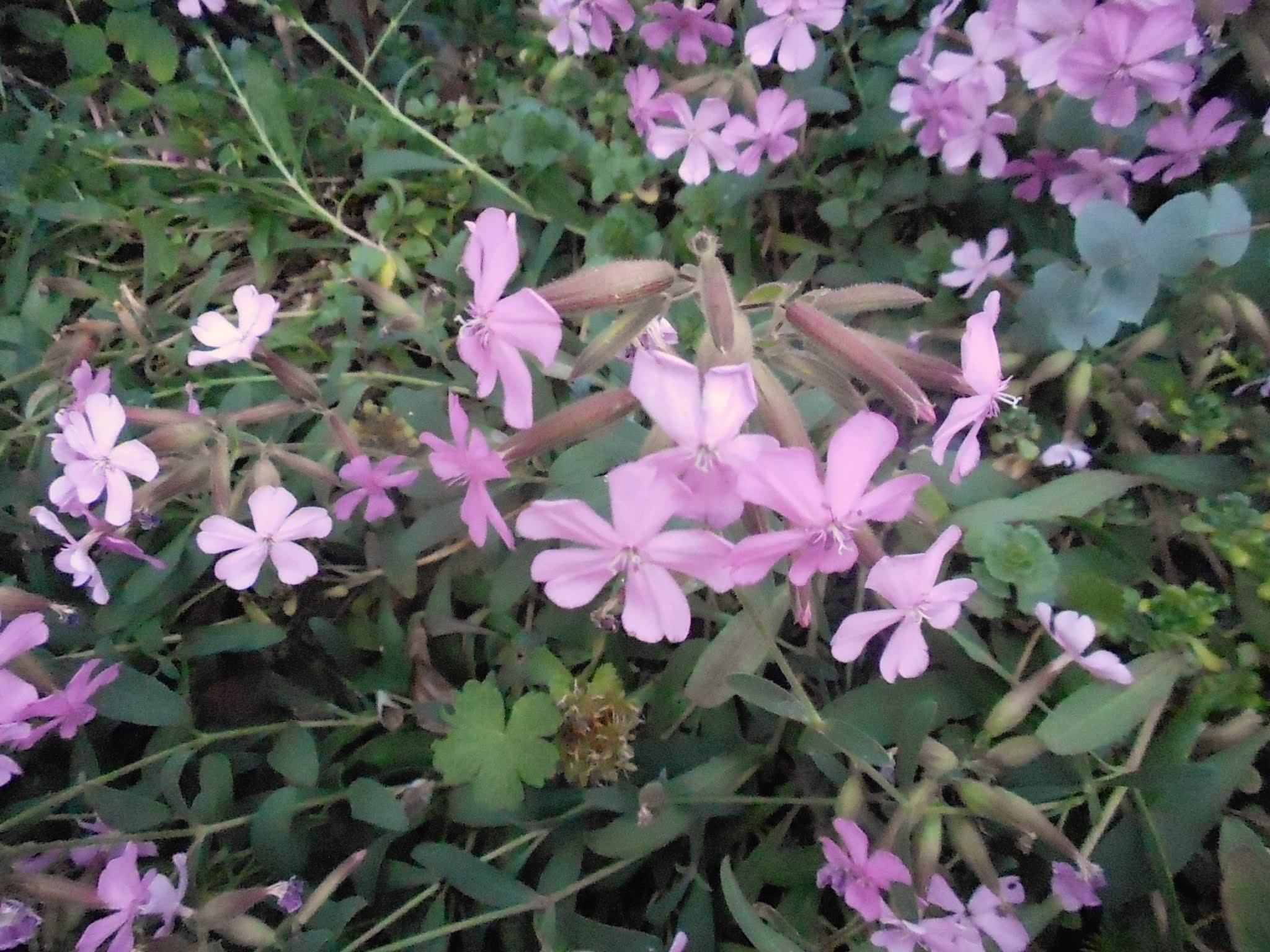 Gardening With Grace: Plant of the Week: Saponaria x lempergii 'Max Frei'