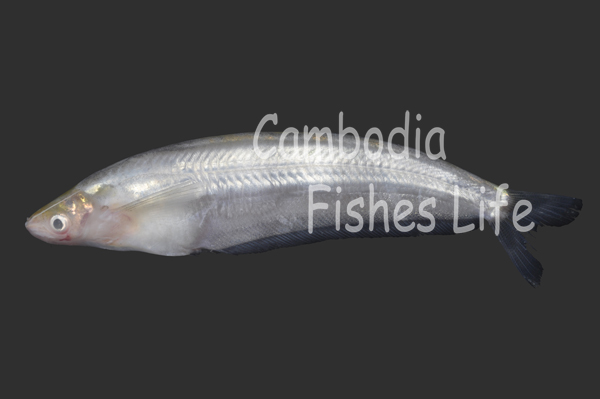 Cambodia Fish LIFE ～シェムリアップ淡水魚研究所SRF-Labo～: 市場の魚シリーズ74(Kryptopterus ...