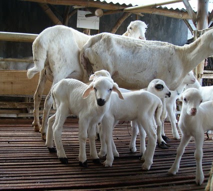 Jenis-Jenis Ternak Domba Unggul Untuk Pedaging | Gemar Ternak dan Kicau ...