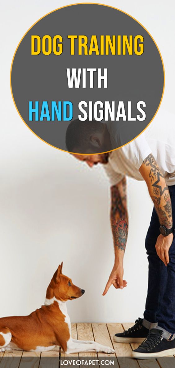 Lovely Dog: Dog Training With Hand Signals: What You Need to Know?