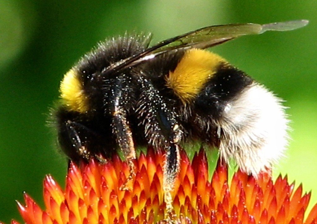 The Alien Next Door: The Bumblebee, the Silent Rock Star of The Natural ...