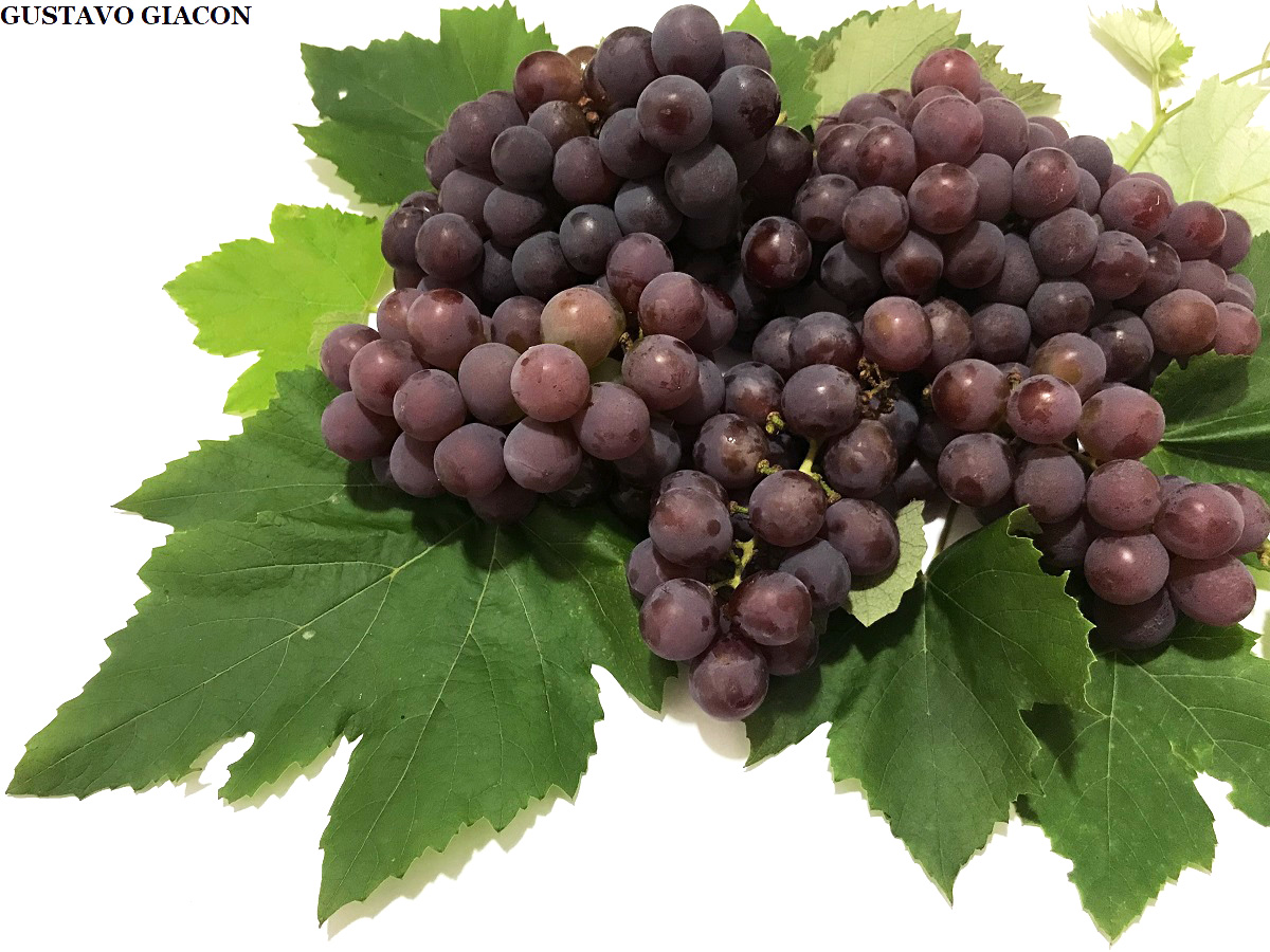 Viveiro Ciprest - Plantas Nativas e Exóticas: Uva Niagara Rosada ...