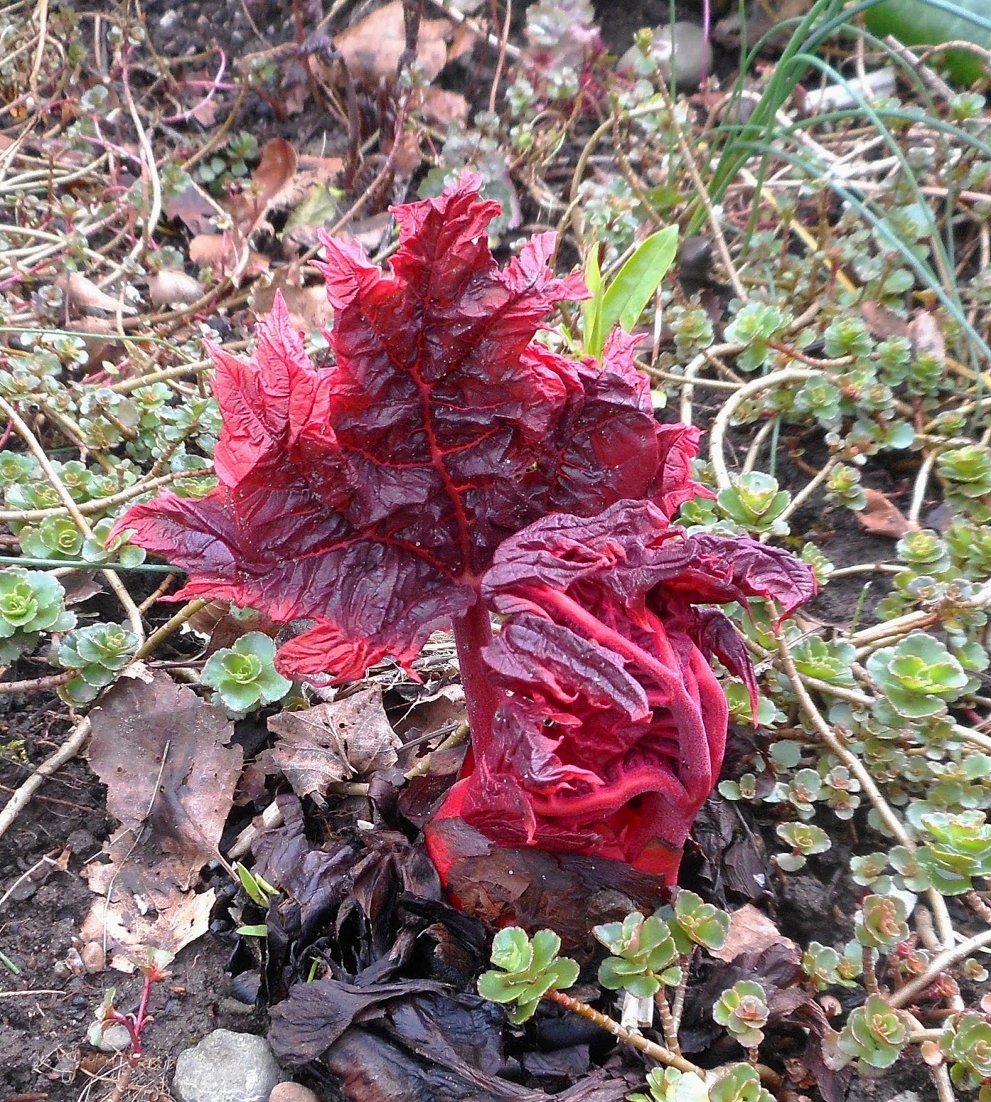 Gardening With Grace: Breaking Dormancy