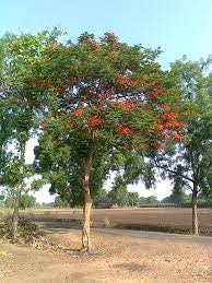 Information about gulmohar tree and pics of gulmohar tree