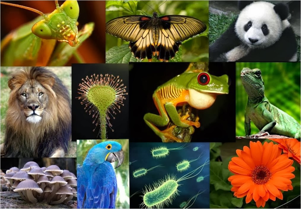 Biologija: veljače 2014