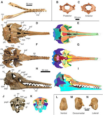 Species New to Science: [PaleoMammalogy • 2016] Echovenator sandersi ...