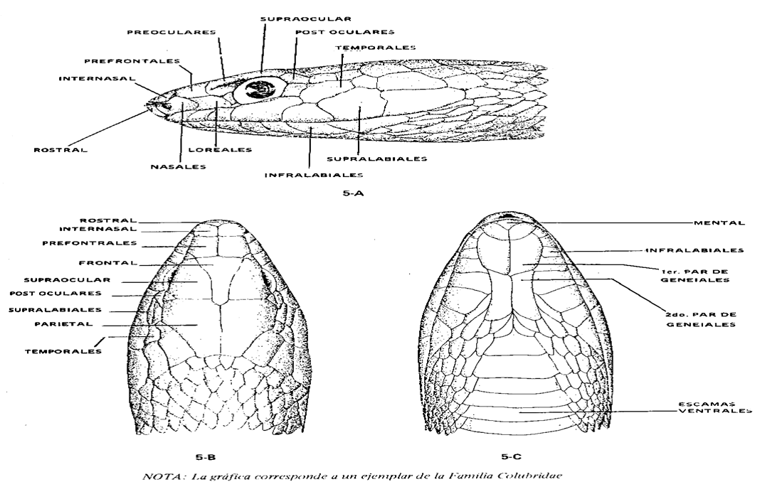 Las serpientes: SERPIENTE