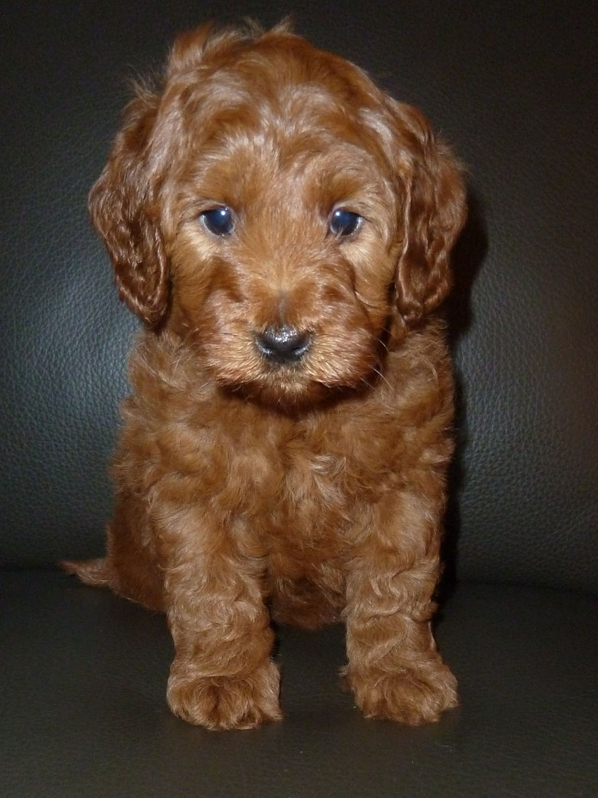 Labradoodle Puppies: Red Labradoodle Puppies