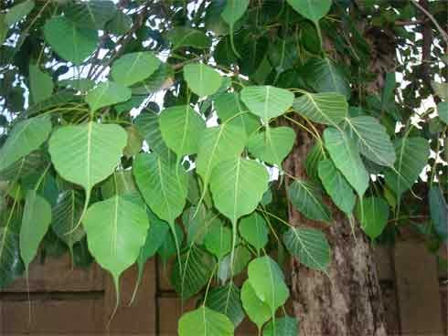 Pushya Nakshatra Tree – Which is the tree associated with Pushya birth ...