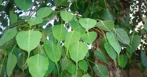 Pushya Nakshatra Tree – Which is the tree associated with Pushya birth ...