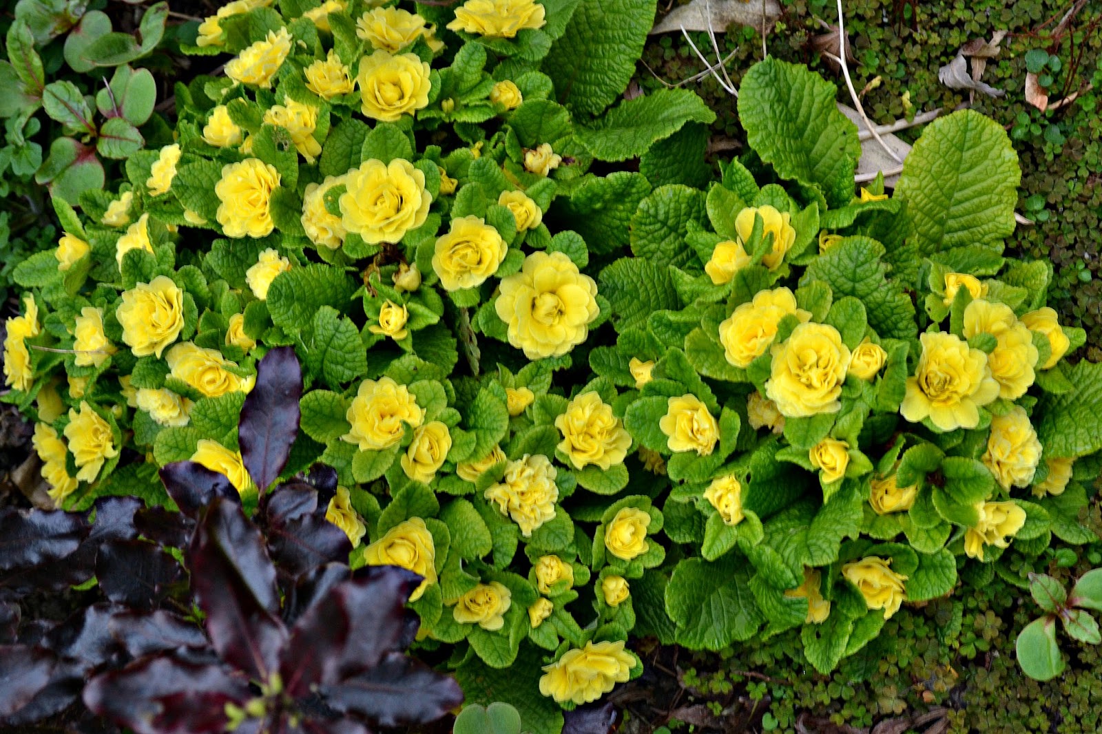 The Outlaw Gardener: Garden Bloggers' Bloom Day April 2013