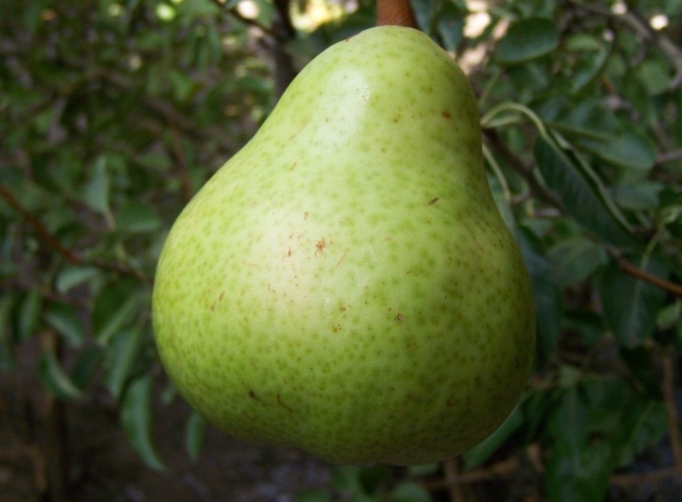 Fruit Warehouse: Pir ( Pear )