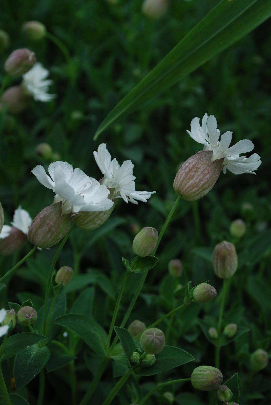 April Bloom-O-Plenty