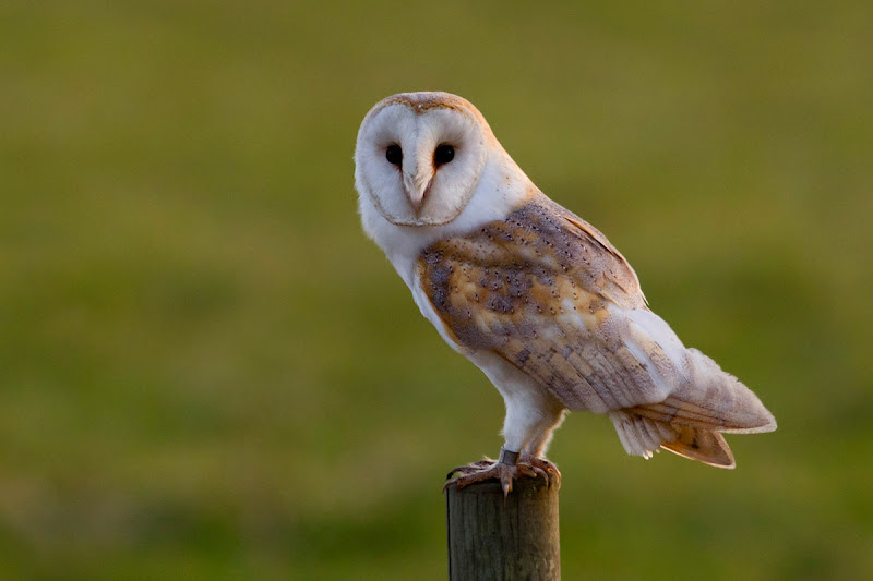 Weedon's World of Nature: Barn Owl, Baston Fen