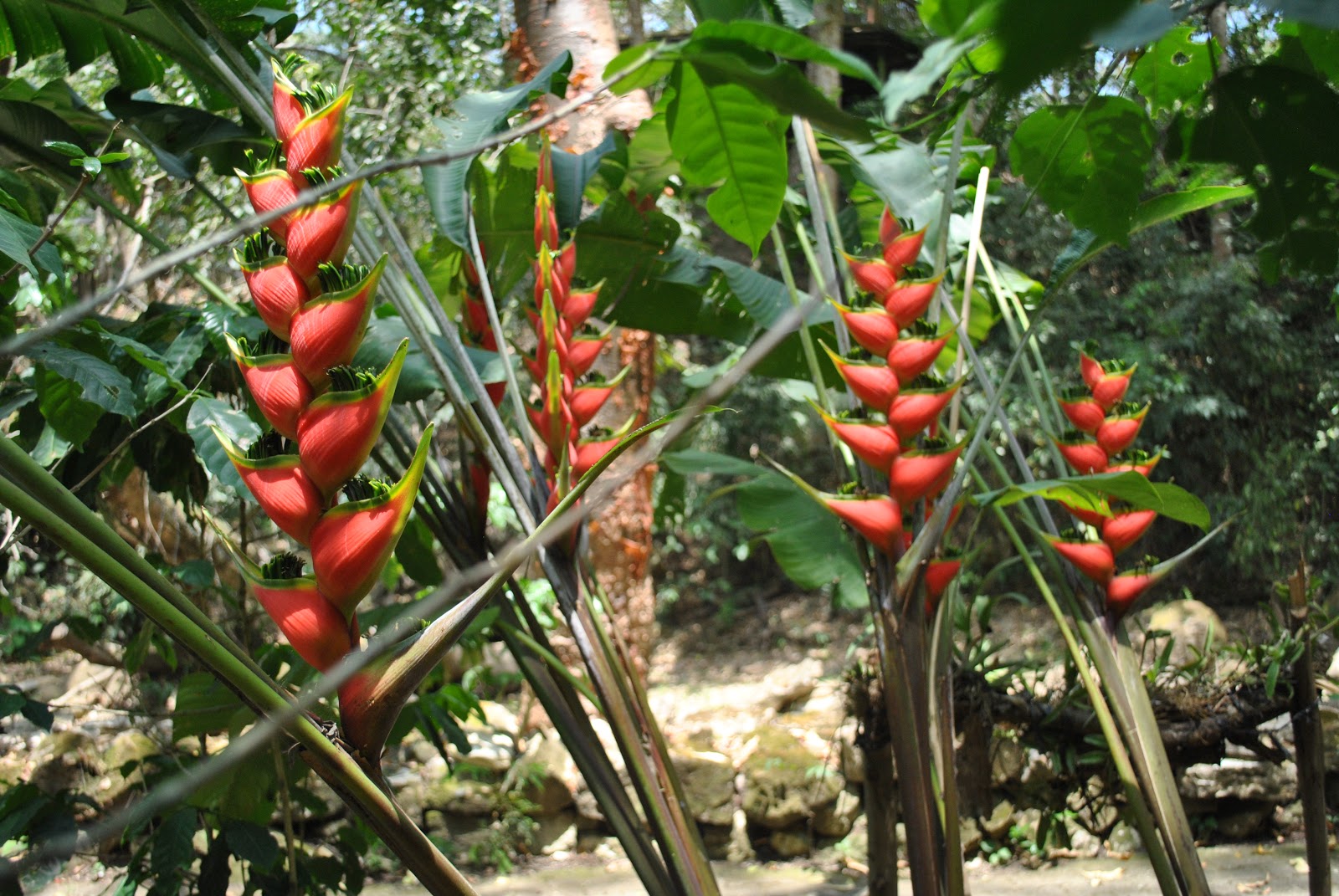Ana y sus viajes por el mundo: COPÁN RUINAS: HONDURAS
