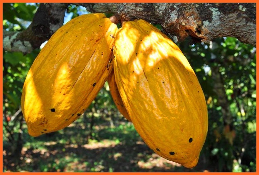 Venezuela Güigüe Tours: Chuao - Municipio Santiago Mariño - Edo. Aragua ...