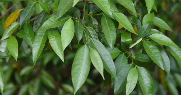 Ciri Ciri Pohon Amplas (Ficus ampelas) Di Alam Liar - Ciriciripohon.com
