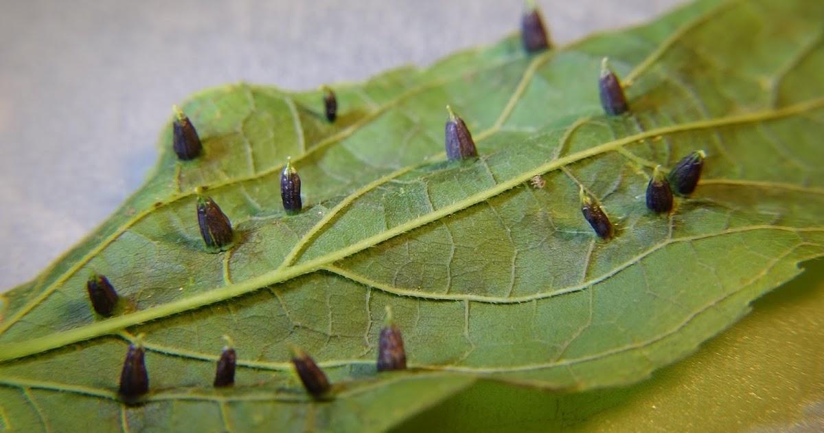 Springfield Plateau: Hackberry Thorn Galls