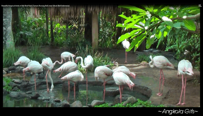 Animation Wallpaper: Animasi Taman Burung Bali - Gif