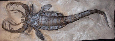 Life Before the Dinosaurs: Mixopterus.