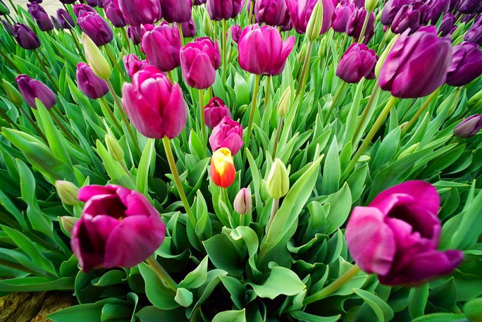 umiyumi2 : our life in perth, WA: Gambar tulip dan taman di Nannup ...