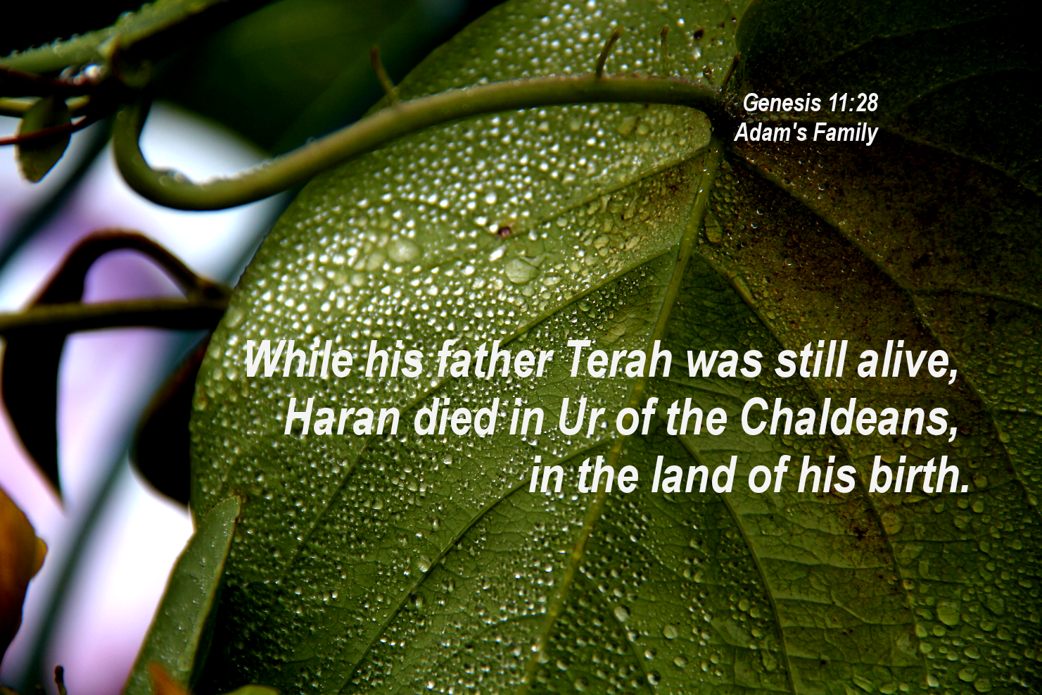 Genesis 11:28 Adam's Family