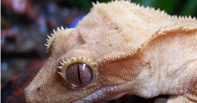 Crestados&Co: Gecko Crestado