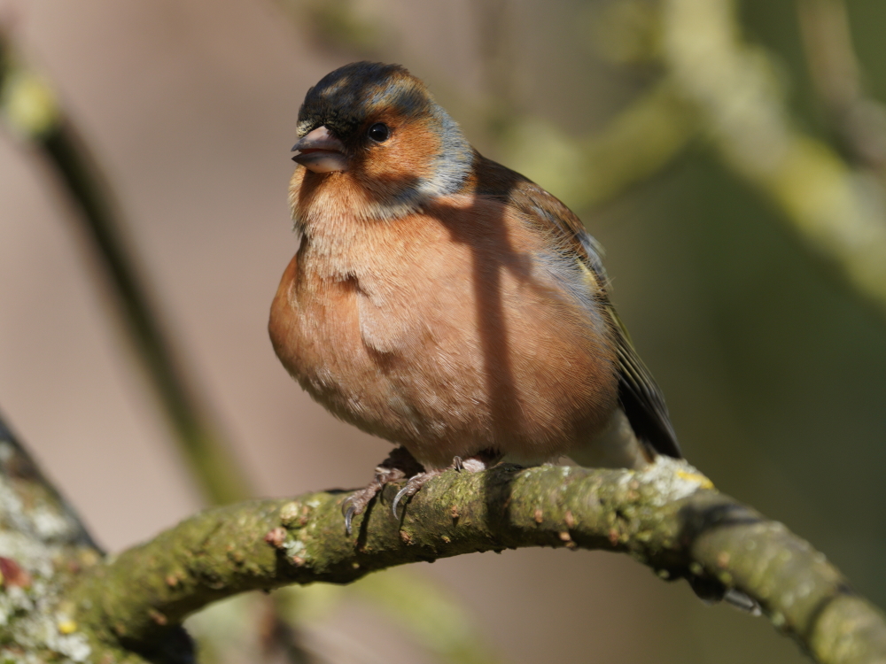 Kensington Gardens and Hyde Park birds