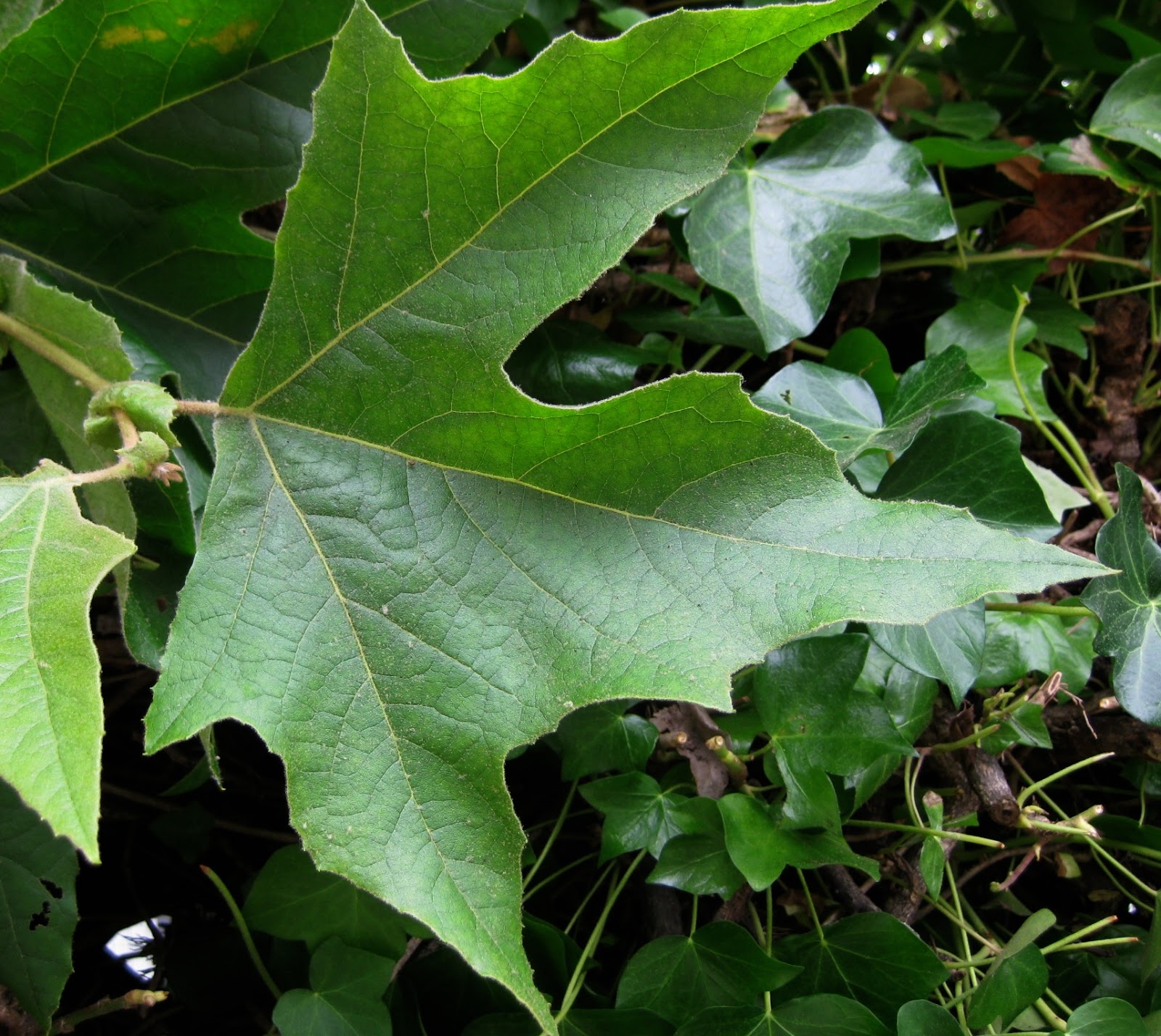 Trees of Santa Cruz County: Platanus racemosa - California sycamore