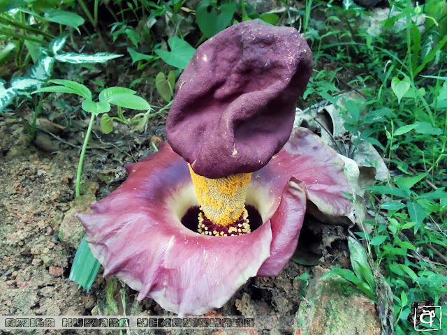 ලෝවනය : July 2013