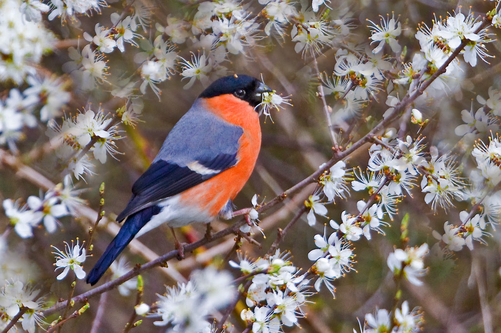 PETER'S PORTFOLIO..............Bird & Wildlife Photography: Bullfinch