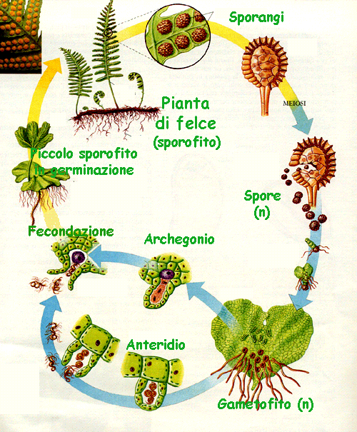 Esercizi di dubbio: Misteriose felci. Quarta parte