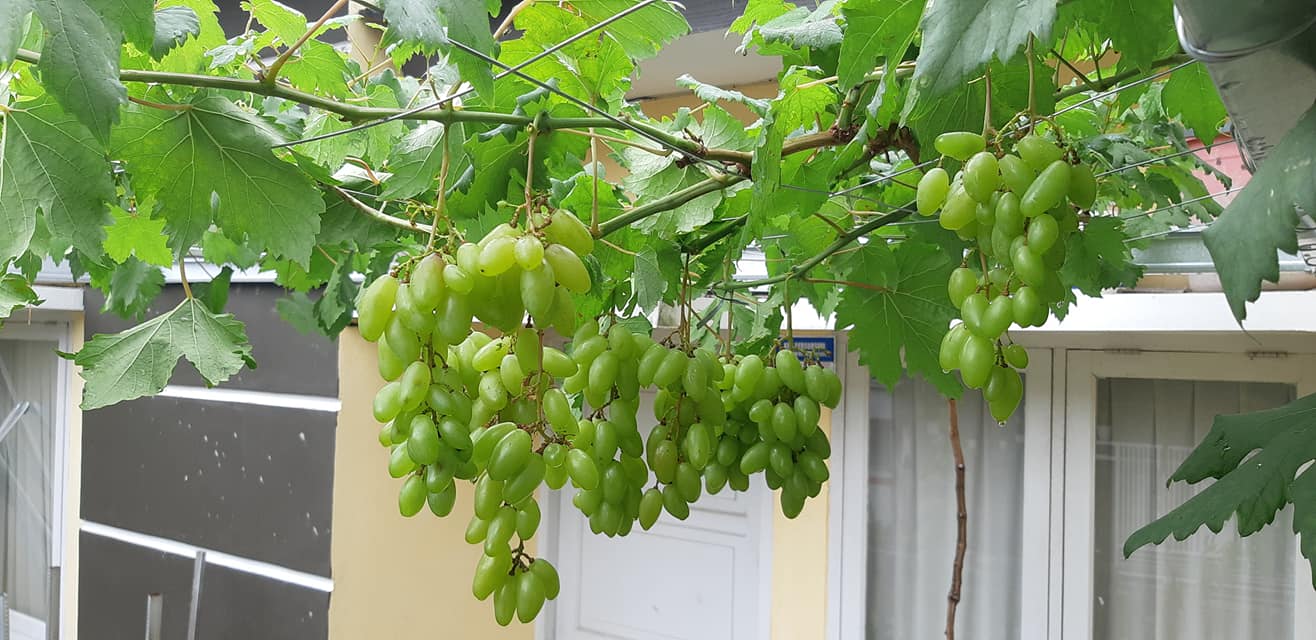 Dari pengalaman... ini, jenis anggur import yang paling banyak diminati ...