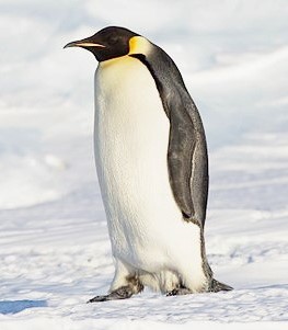 penguin . amazing facts you don't know about penguins