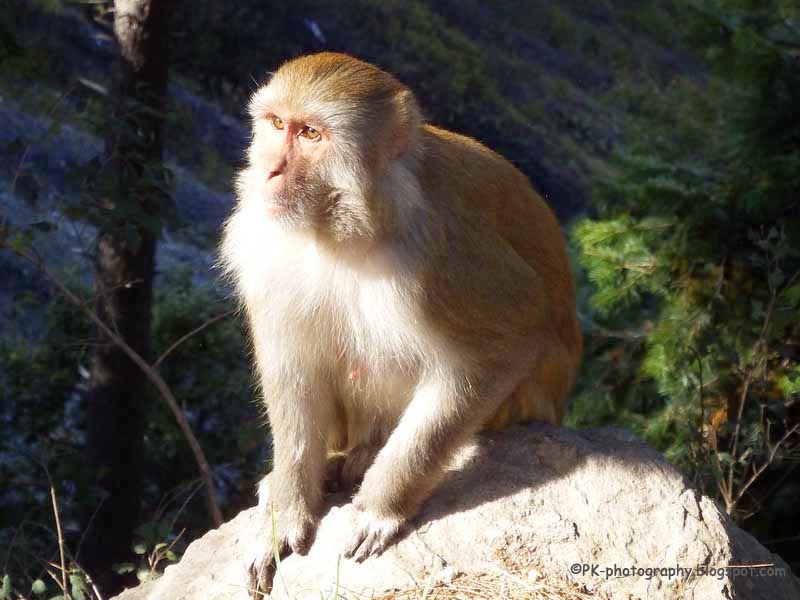 Monkeys in Ayubia | Nature, Cultural, and Travel Photography Blog