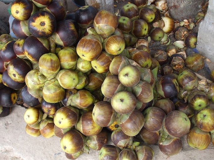 Palm tree - Cultural symbol of the Khmer