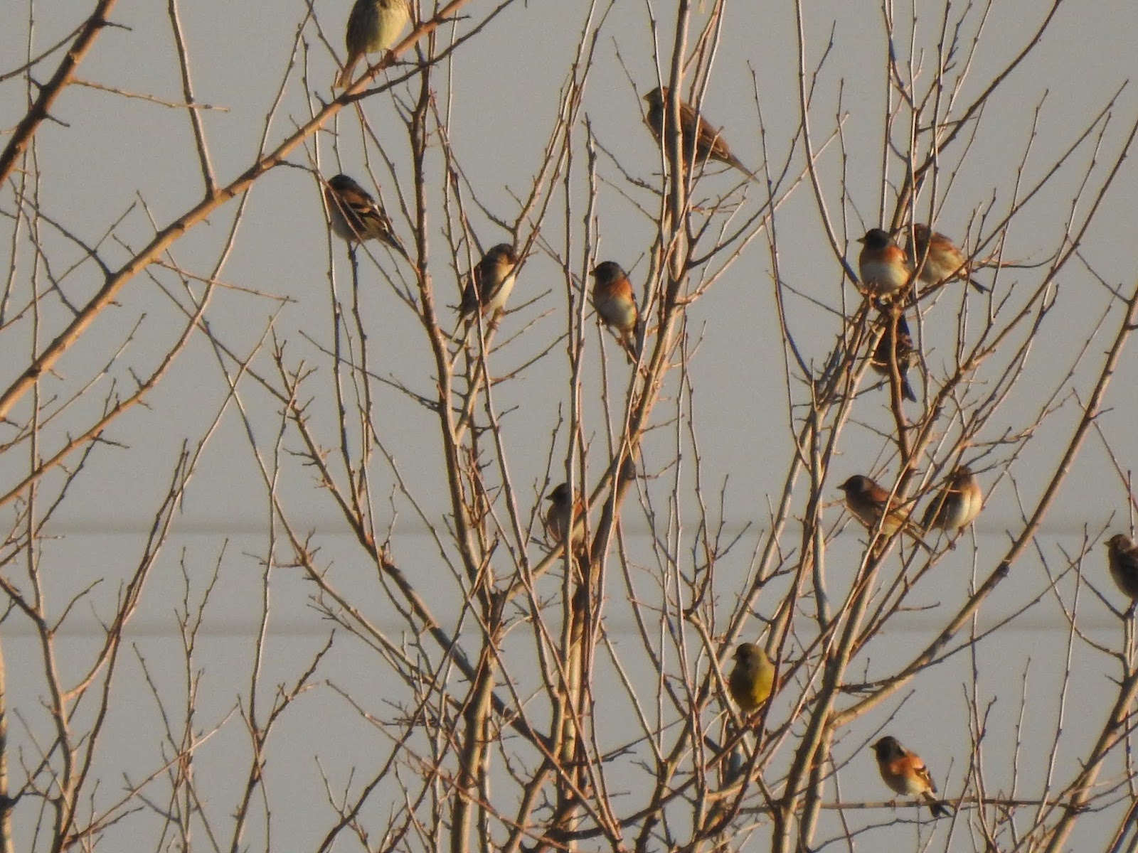 PASARI DIN ROMANIA: CINTEZA DE IARNA, Fringilla montifringilla