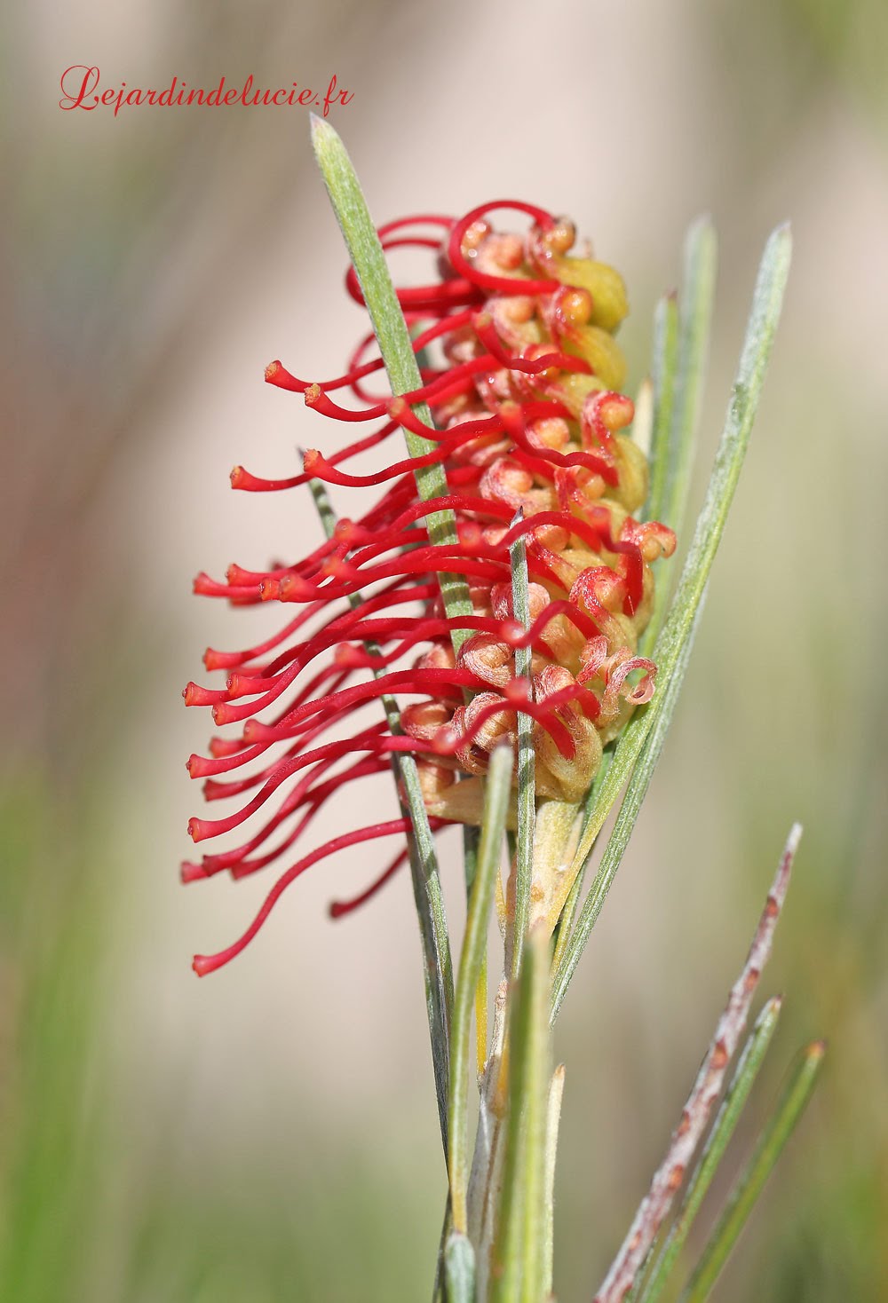 Myrmecia sp., des fourmis bouledogues