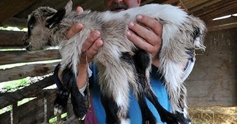 12 Mysterious Animal Mutations