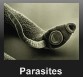 ENERGY HEALTH : Parasites