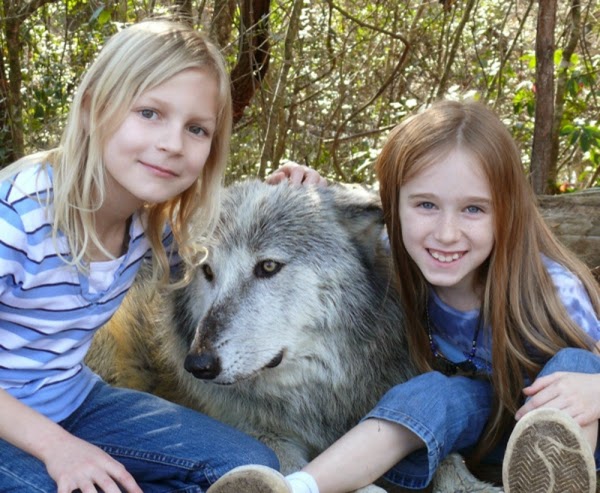 White Wolf : 15 Most Amazing Pictures of Wolf - Human Interaction