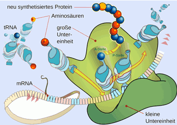 Ribosom: Pengertian, Gambar, Struktur dan Fungsi - BACA CODING