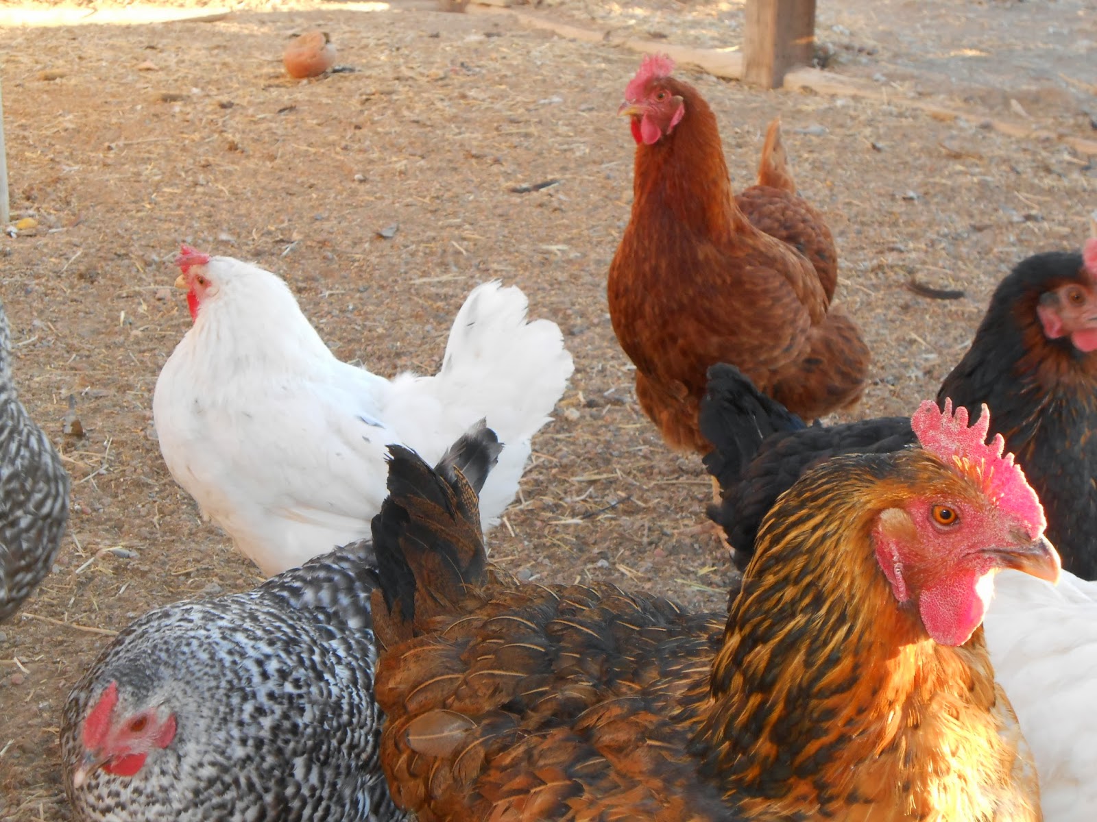 living from glory to glory: Enjoying Having Chickens On The Homestead ...
