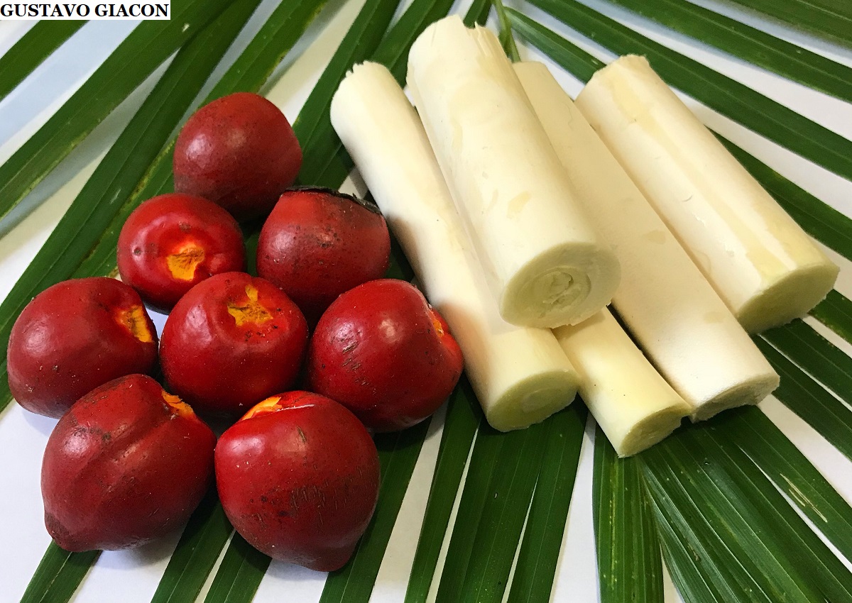 Viveiro Ciprest - Plantas Nativas e Exóticas: Pupunha ou Palmito ...