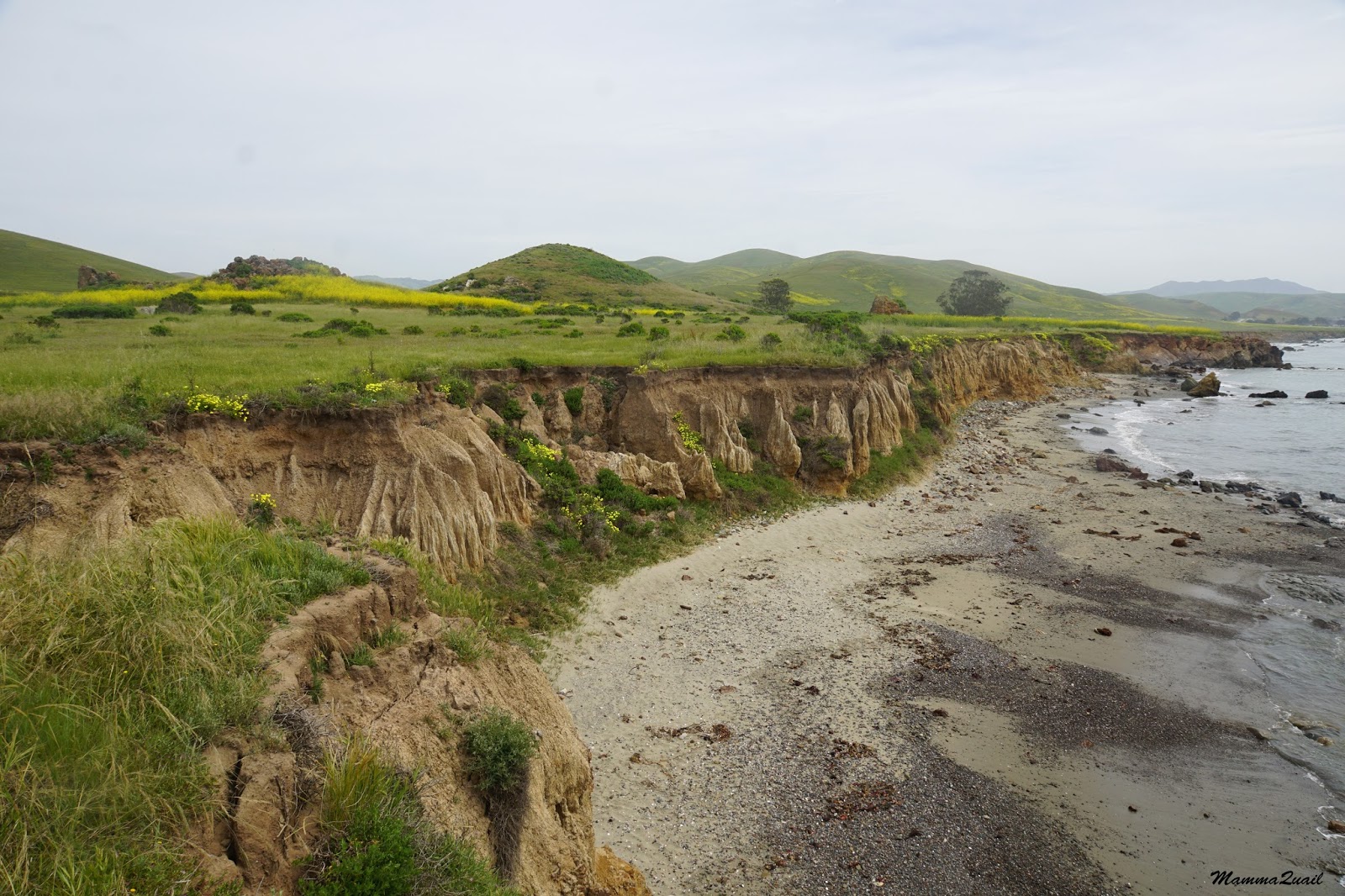 Mamma Quail Hiking California : Hiking the Shoreline at Estero Bluffs ...