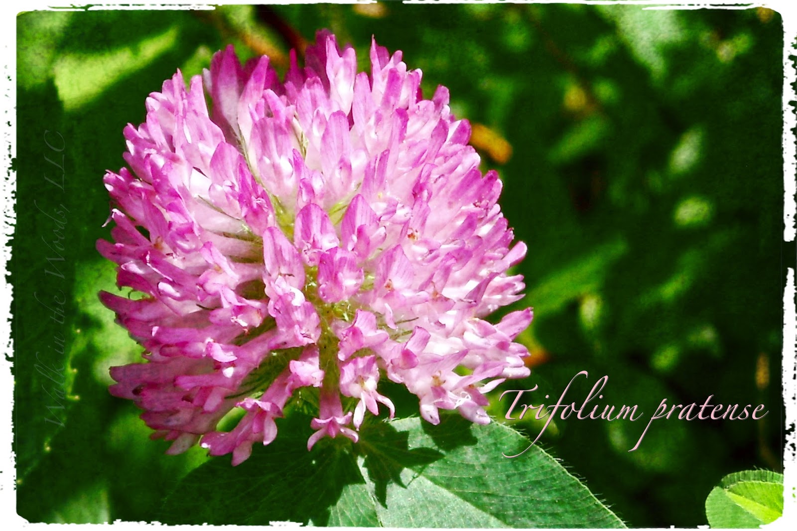 When Weeds Whisper: Meet Trifolium pratense – Red Clover