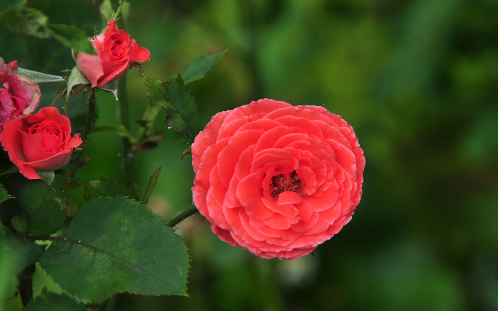 Banco de Imágenes Gratis: Rosas de colores para el 10 de mayo IX (12 fotos)