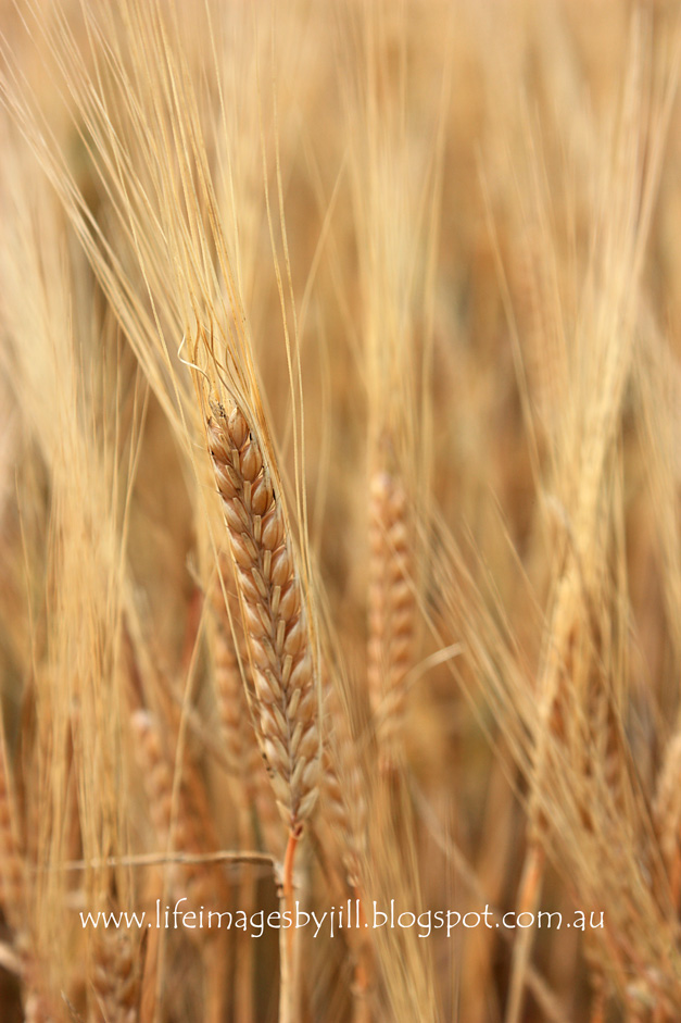 Life Images by Jill: Lumping the grain crop - what is a bushel?